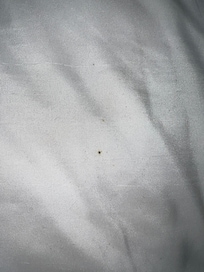 Bedbug blood stain