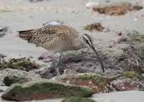 Hudsonian Whimbrel