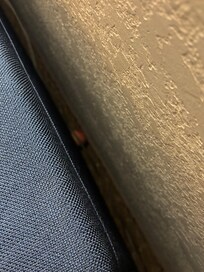 Old apple left behind the couch. Obviously didn’t pull the couch out and clean behind it.