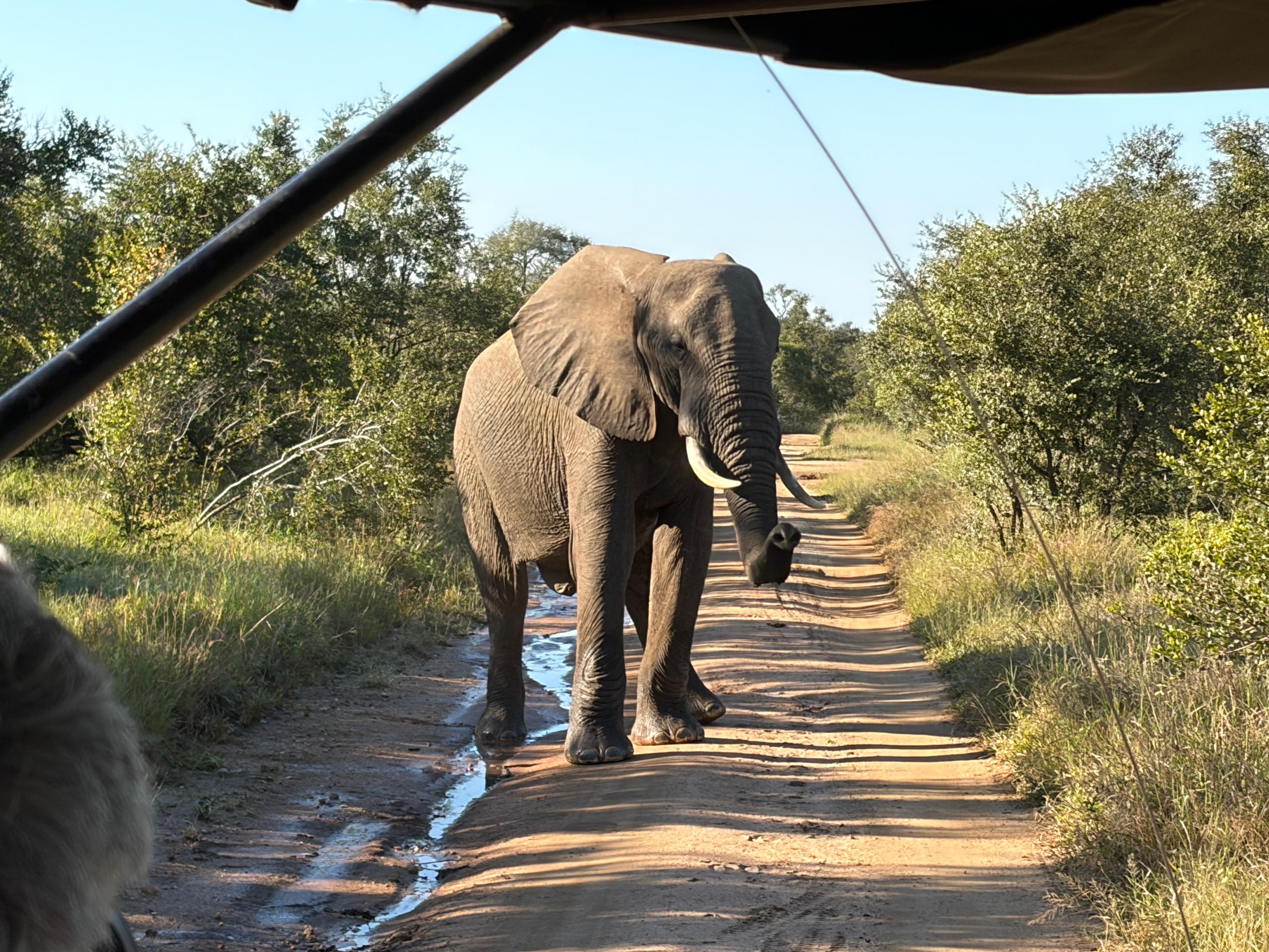 Game drive