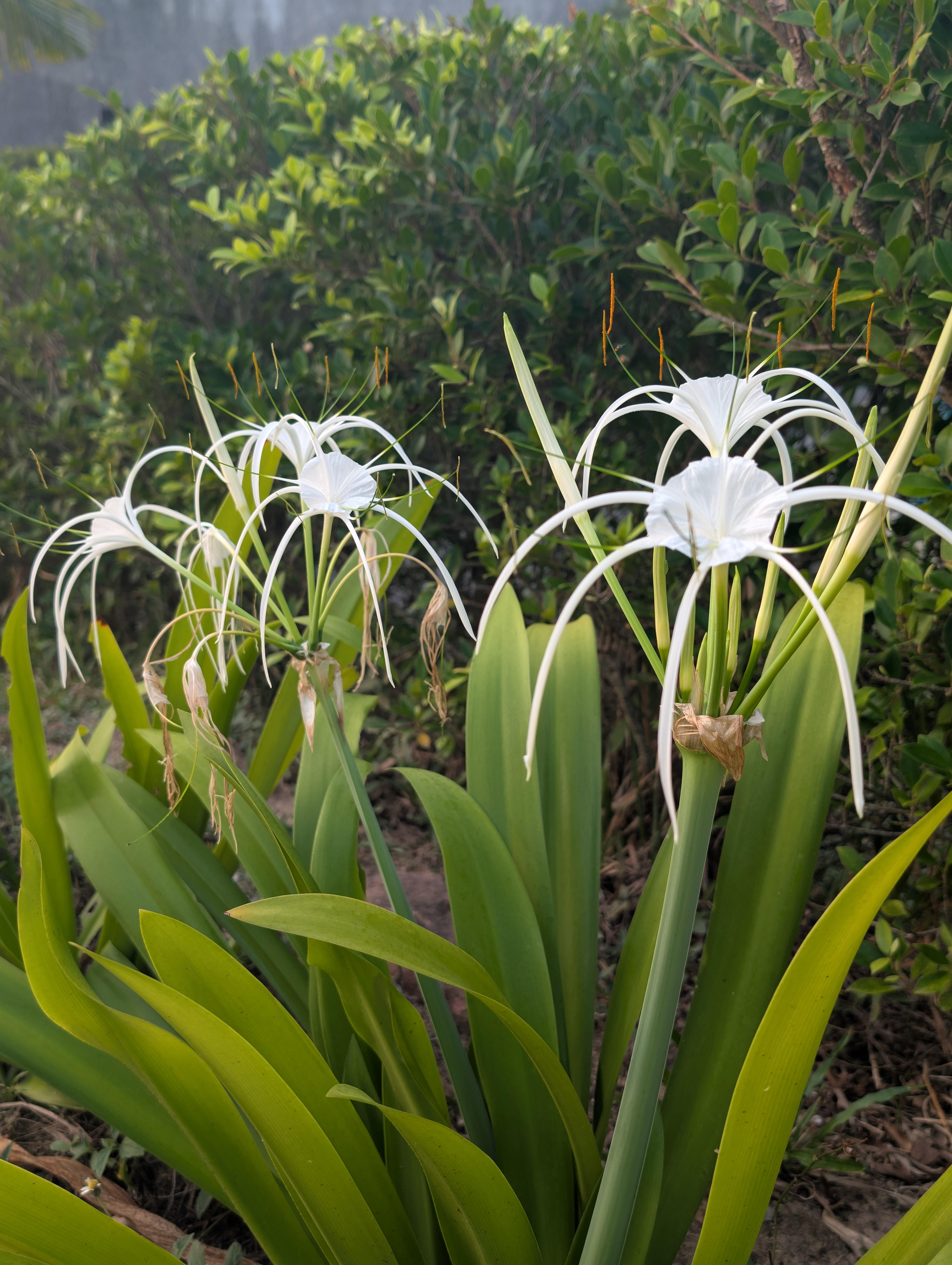 White flowers near the beach suites