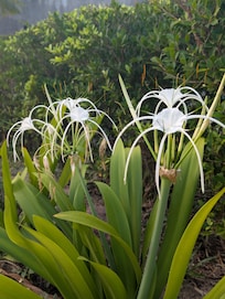 White flowers near the beach suites