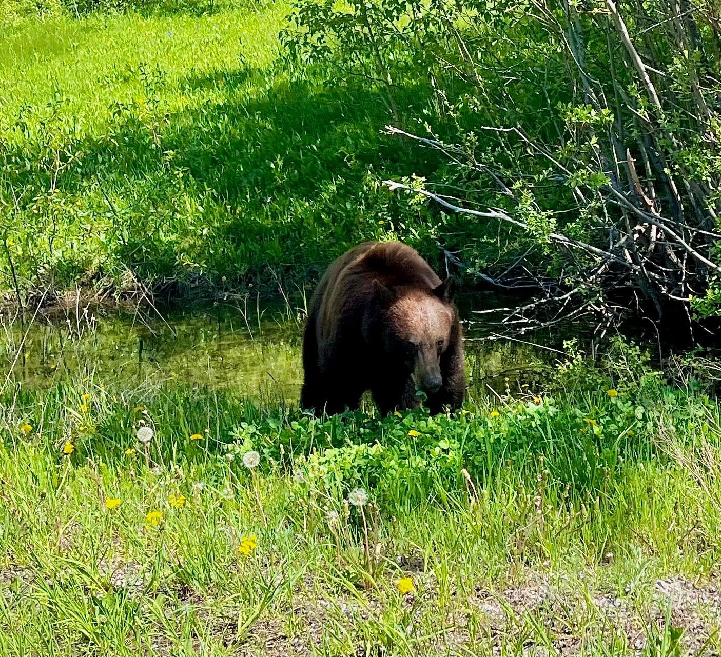 Saw a bear (from the safety of our vehicle) on road to Two Medicine Entrance.