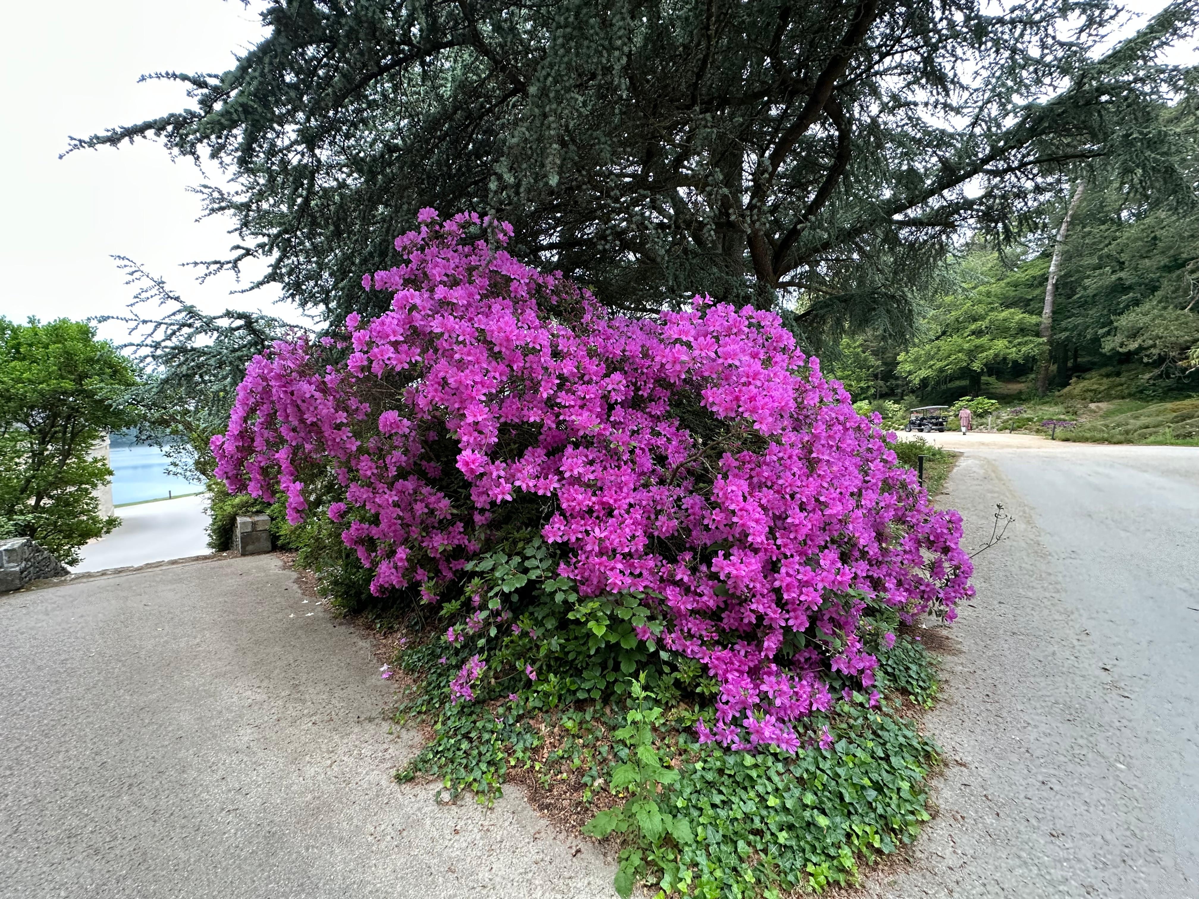 Des fleurs partout !