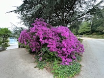 Des fleurs partout !