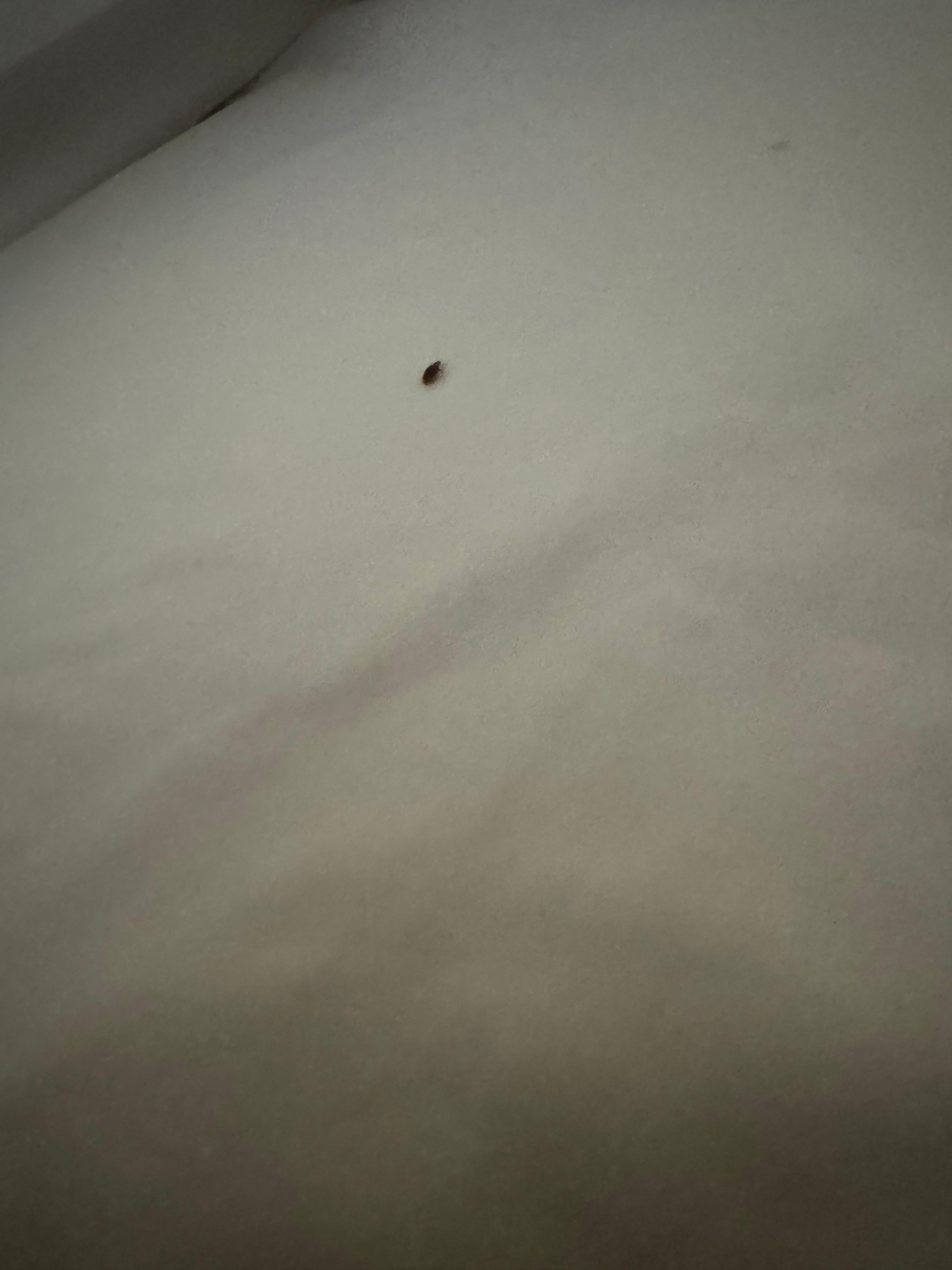 Live bed bug 