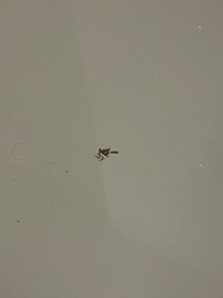 this was the 5 roach that was killed