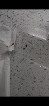 Bed Bug
