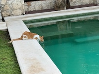 friendly cat 🐈 :)