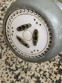 Moldy shower head