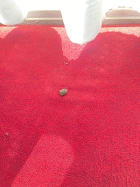 "Stink" like bug I tracked down and finally killed on the window seal.