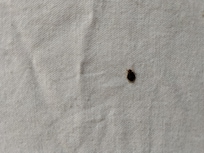 Bed bug on top of bed