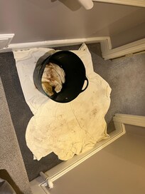 Said bucket of water and soggy towels