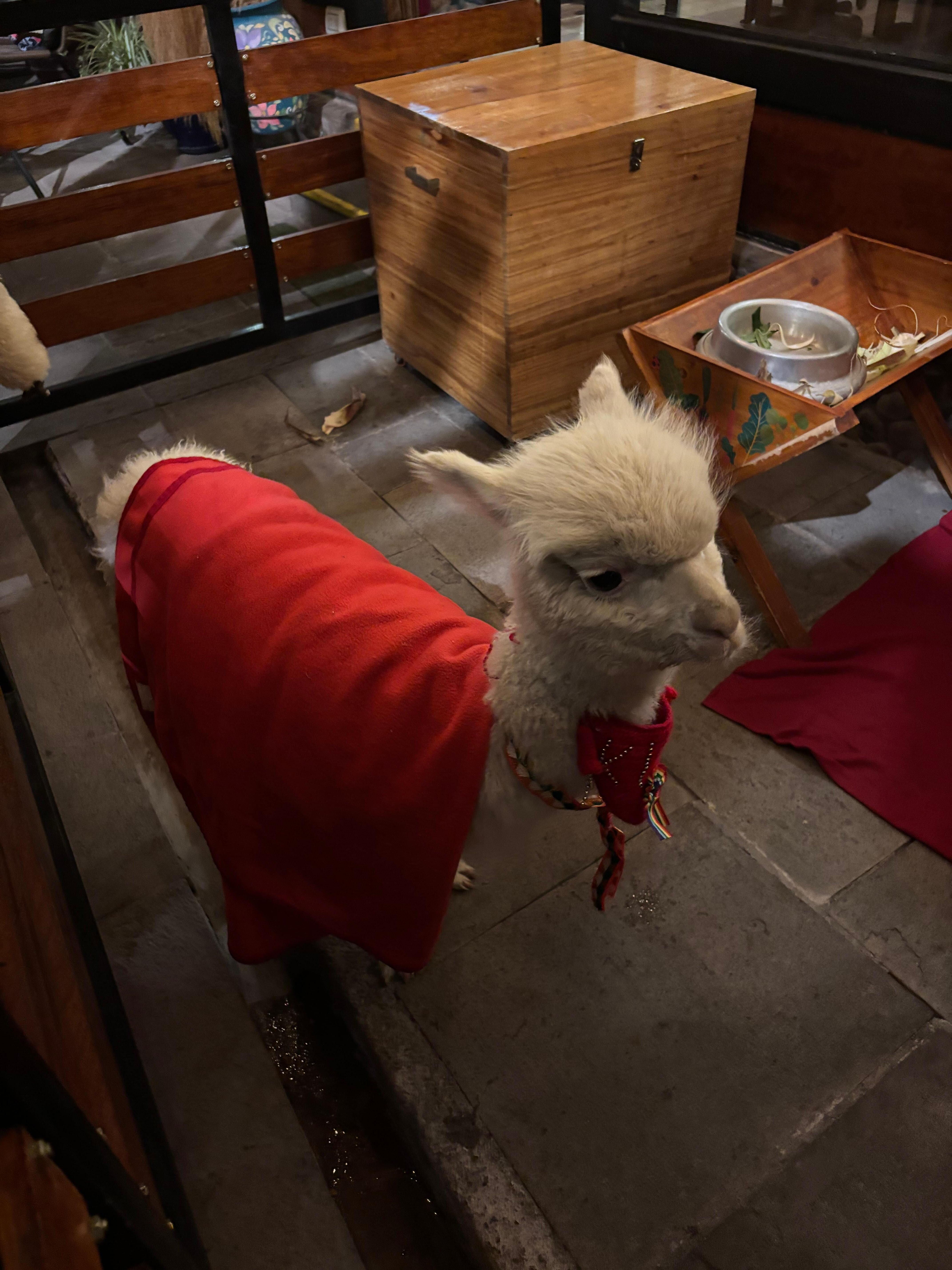La mascota