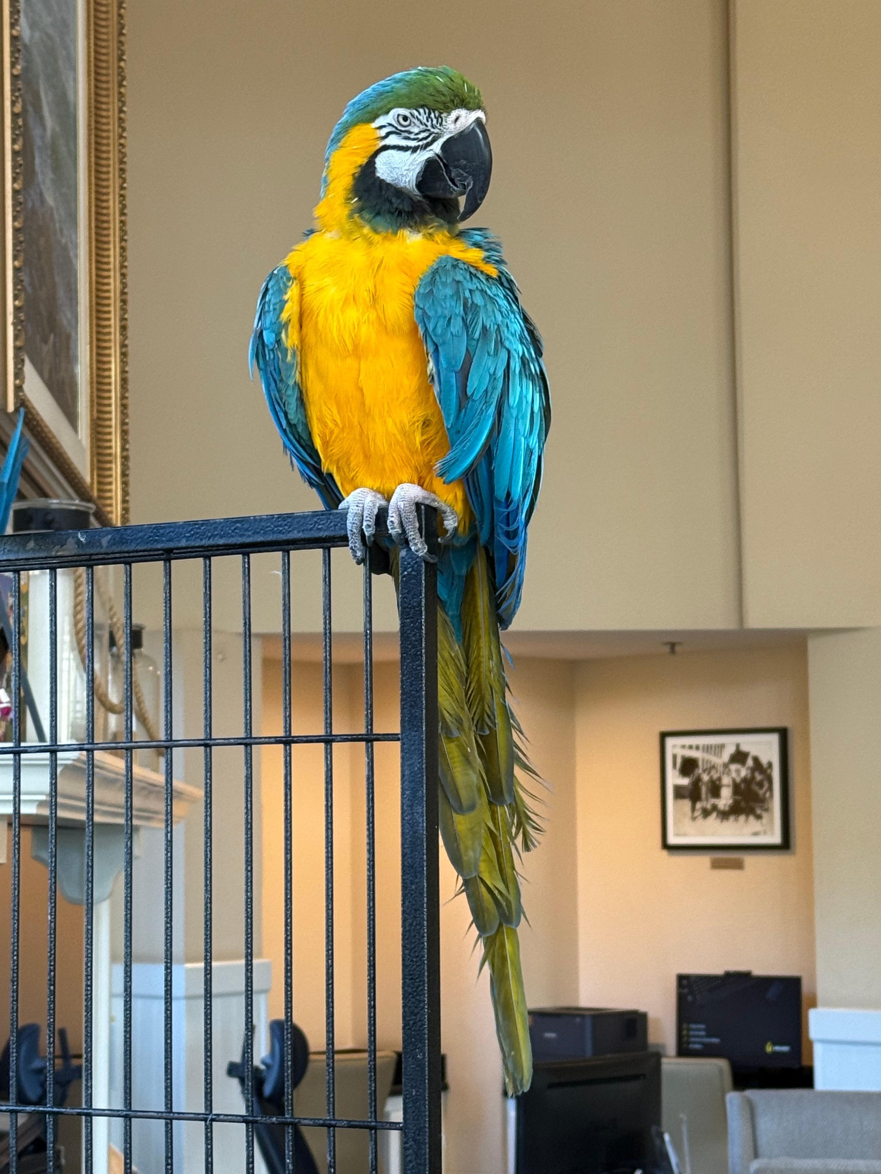 HELLO! (parrot in the lobby) 