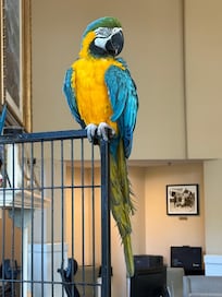 HELLO! (parrot in the lobby)