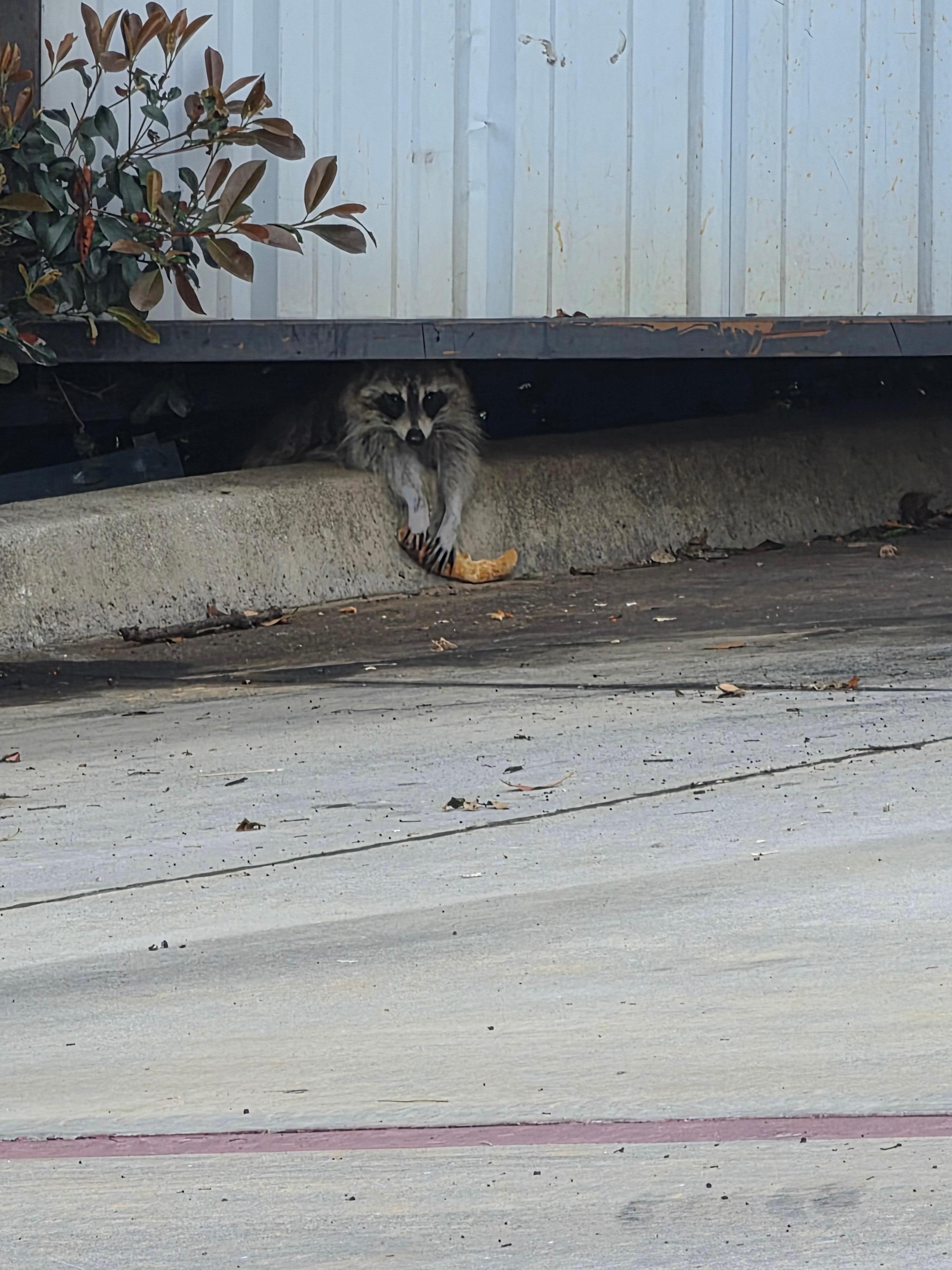 There was a raccoon outside near the dumpsters. That gave us a laugh.