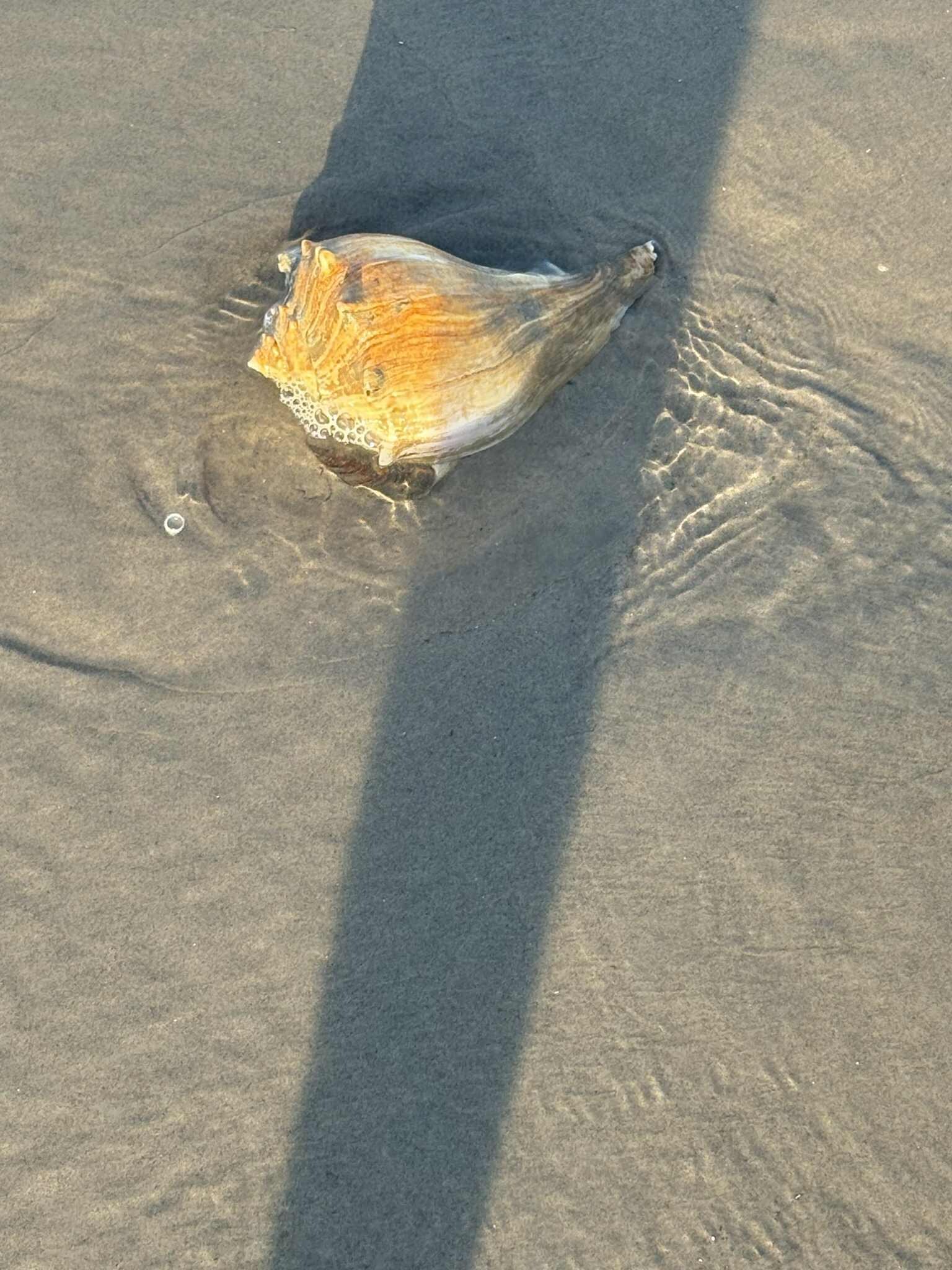 So many conchs....