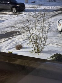 A week later and the parking lot is dangerous! I had to cross this multiple times to take my dog to the potty area.