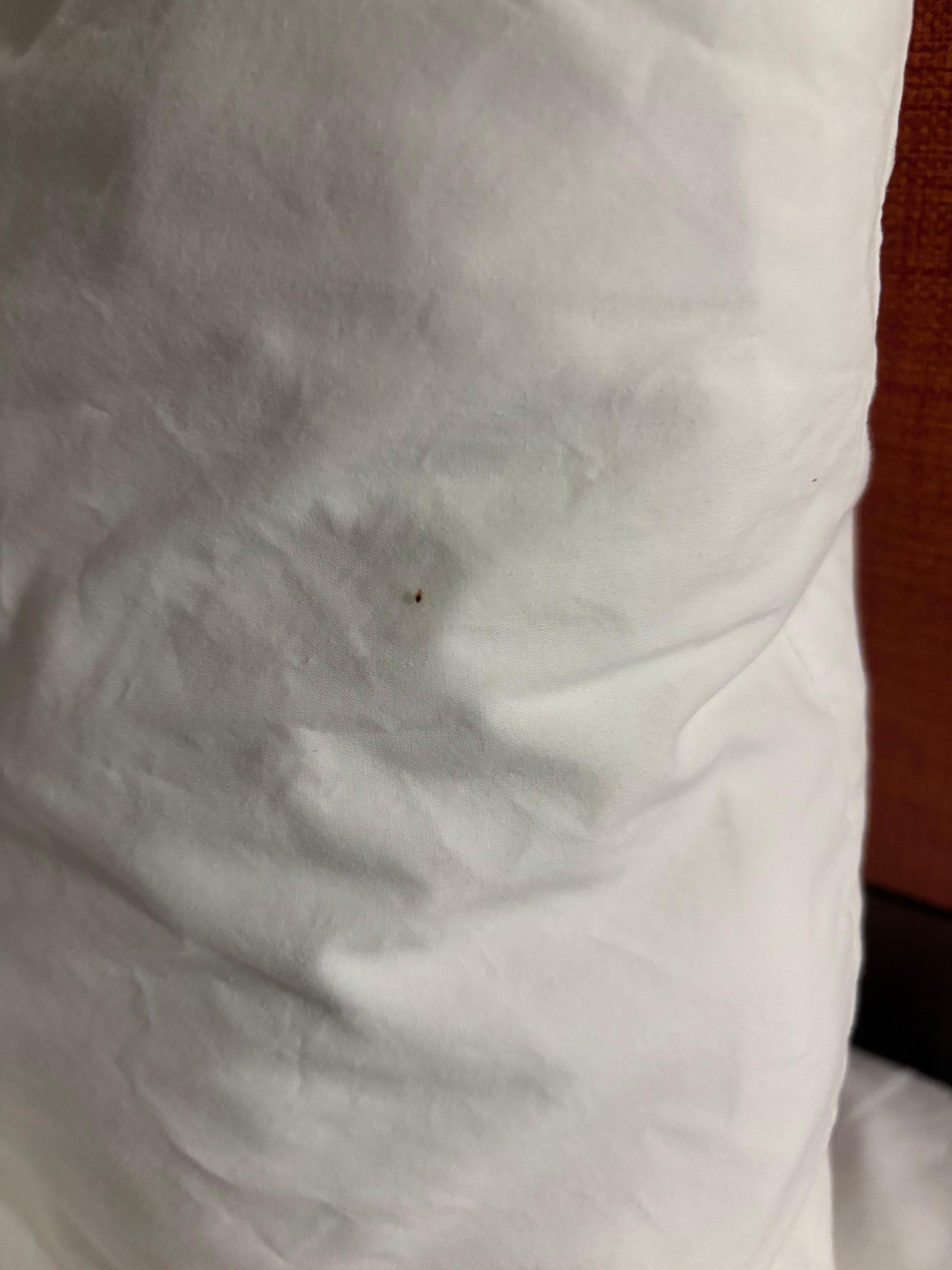 Bedbug crawling on pillow 