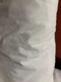 Bedbug crawling on pillow