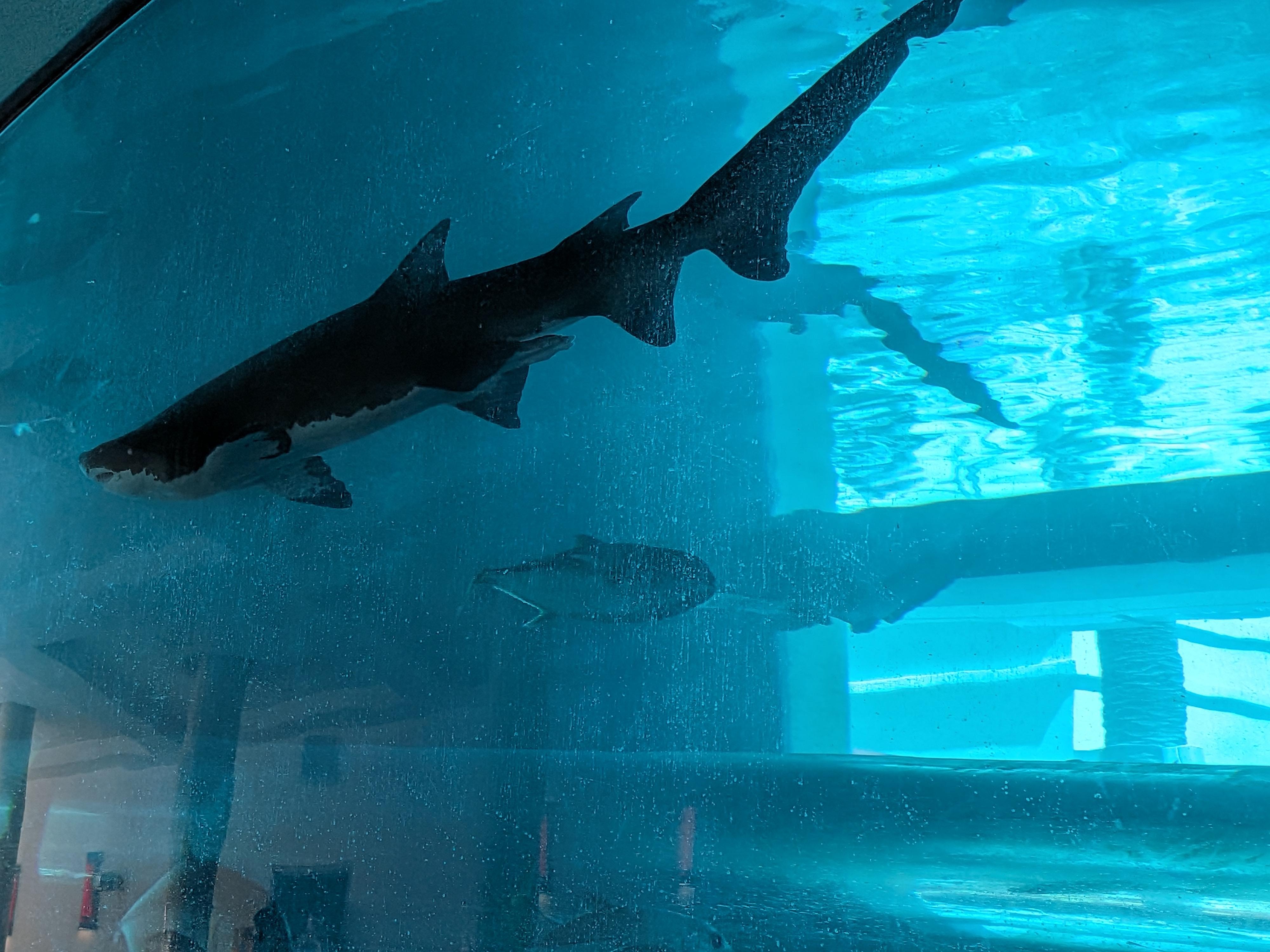 Shark tank view from the pool.