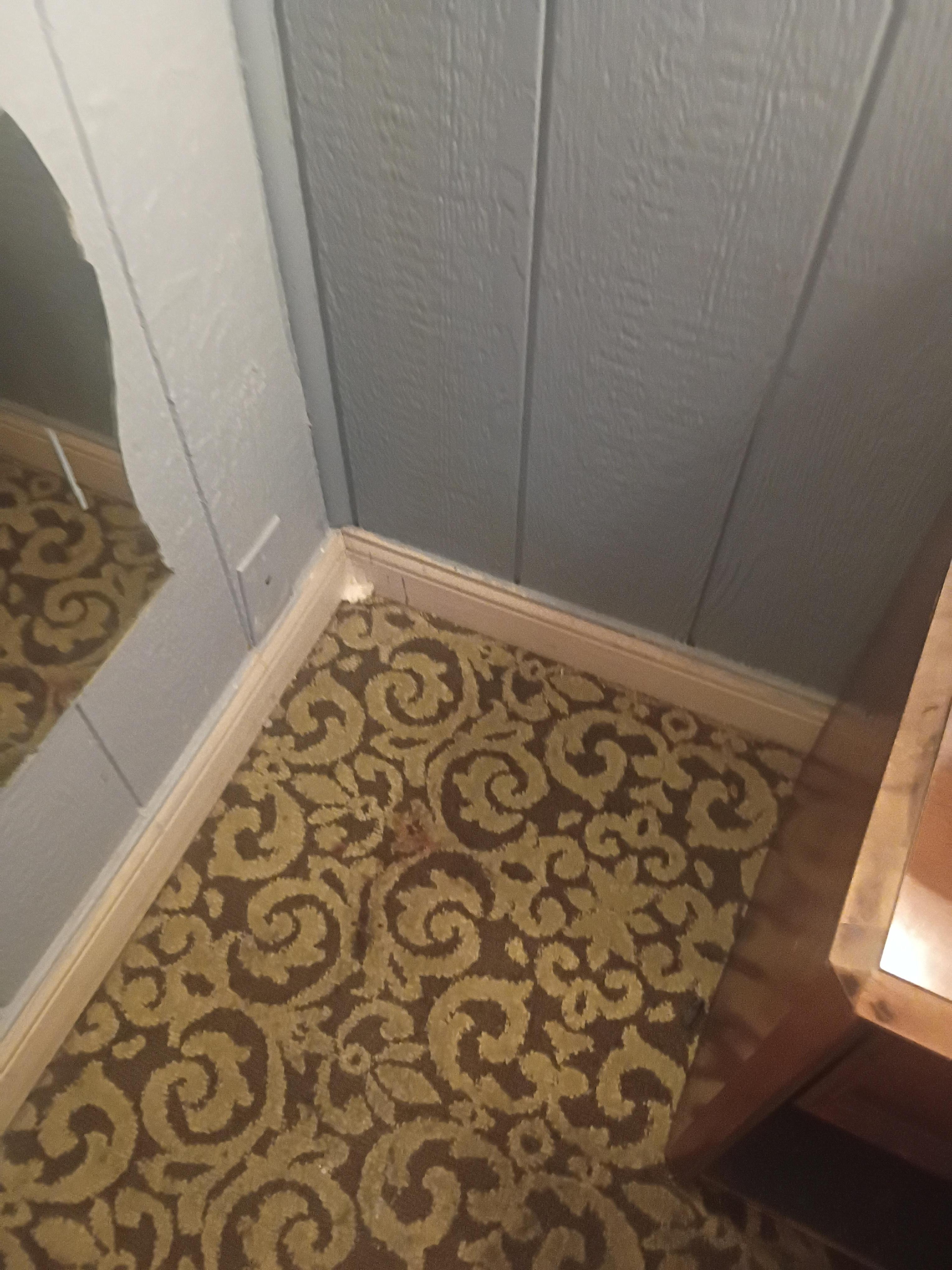 nasty stains in the carpet 