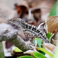 Anole