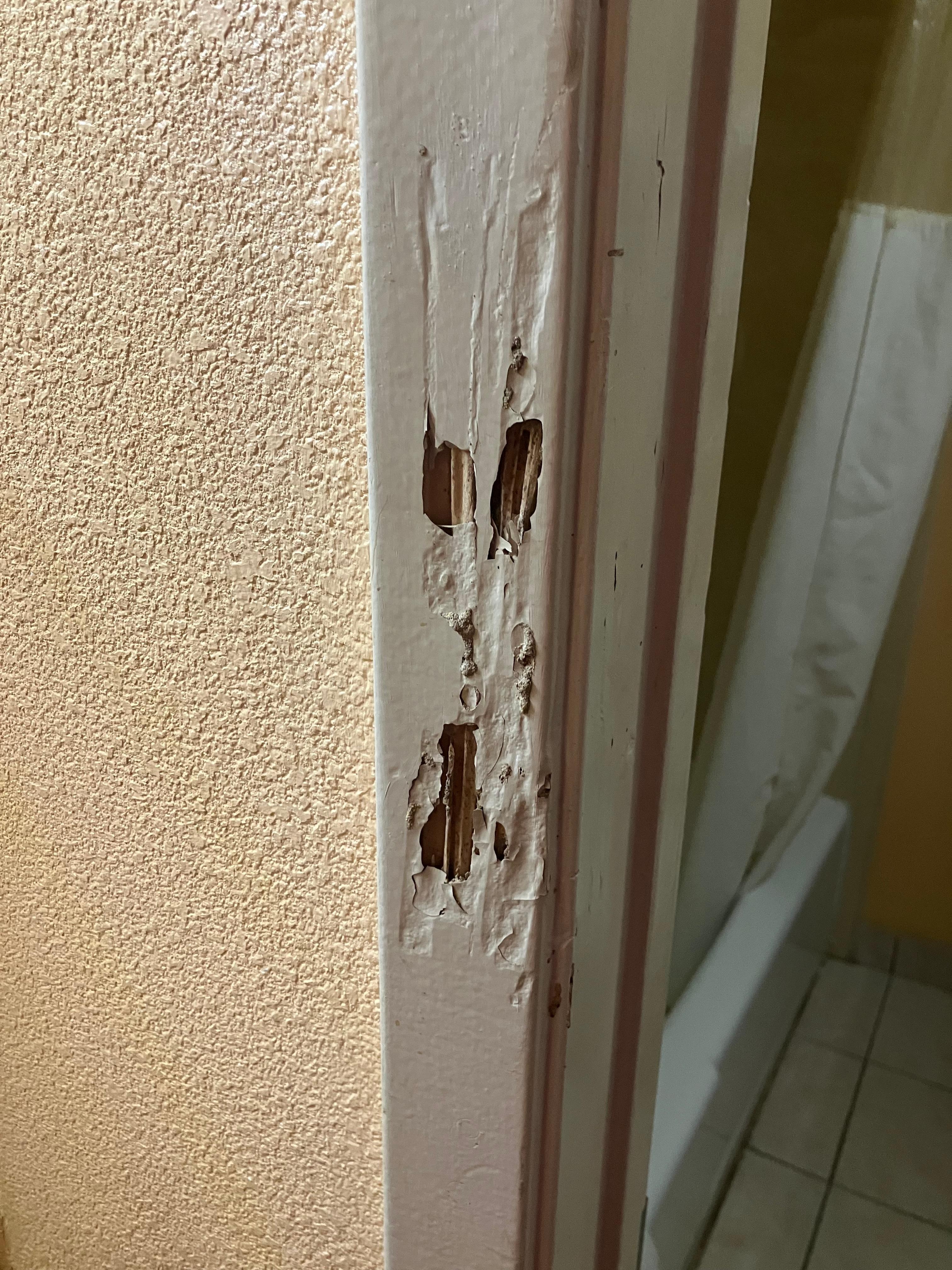 Door jam shows termite issues