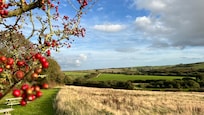 Surrounding fields