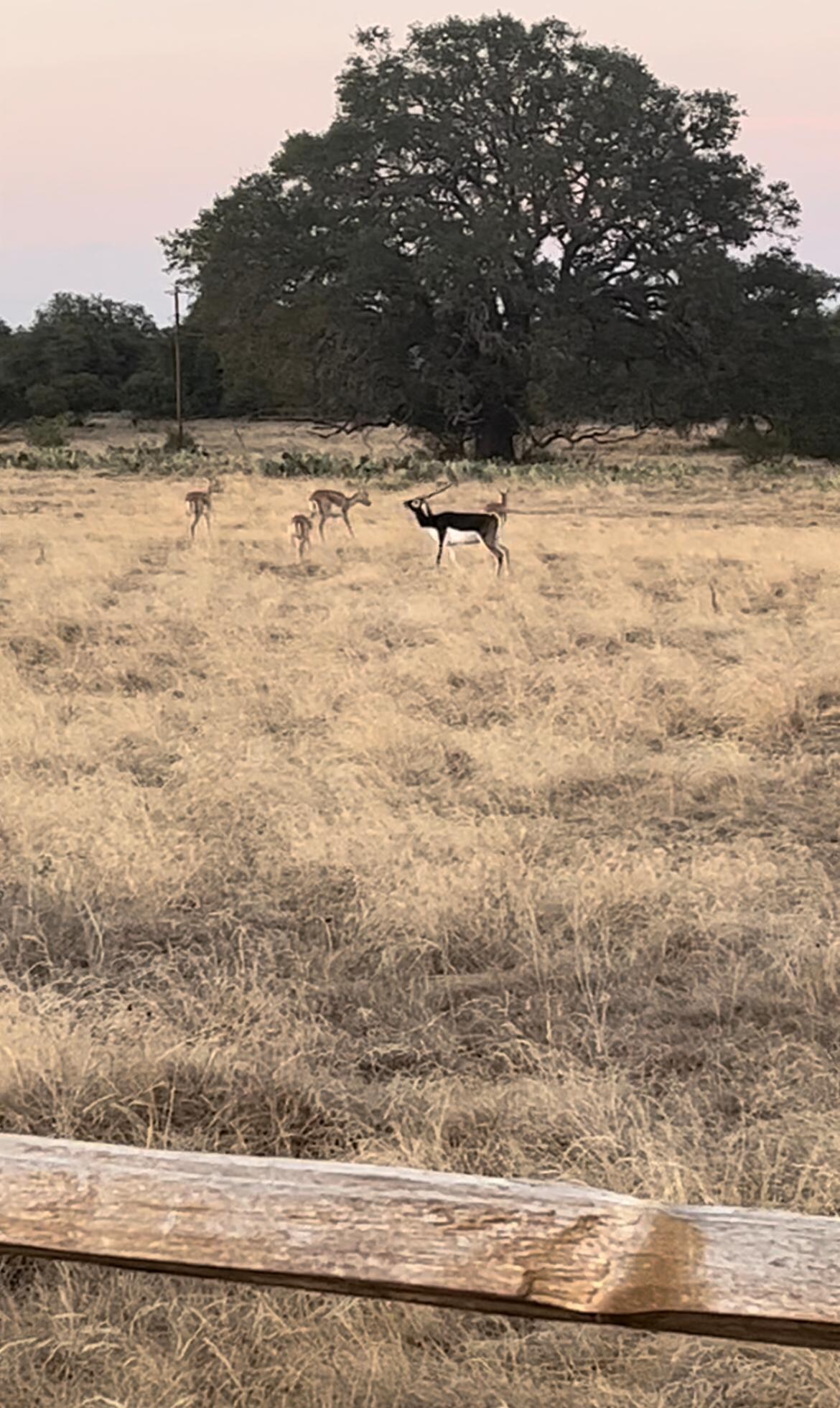 Flying L Ranch Resort en Bandera, , TX: hoteles en Bandera - Hoteles.com