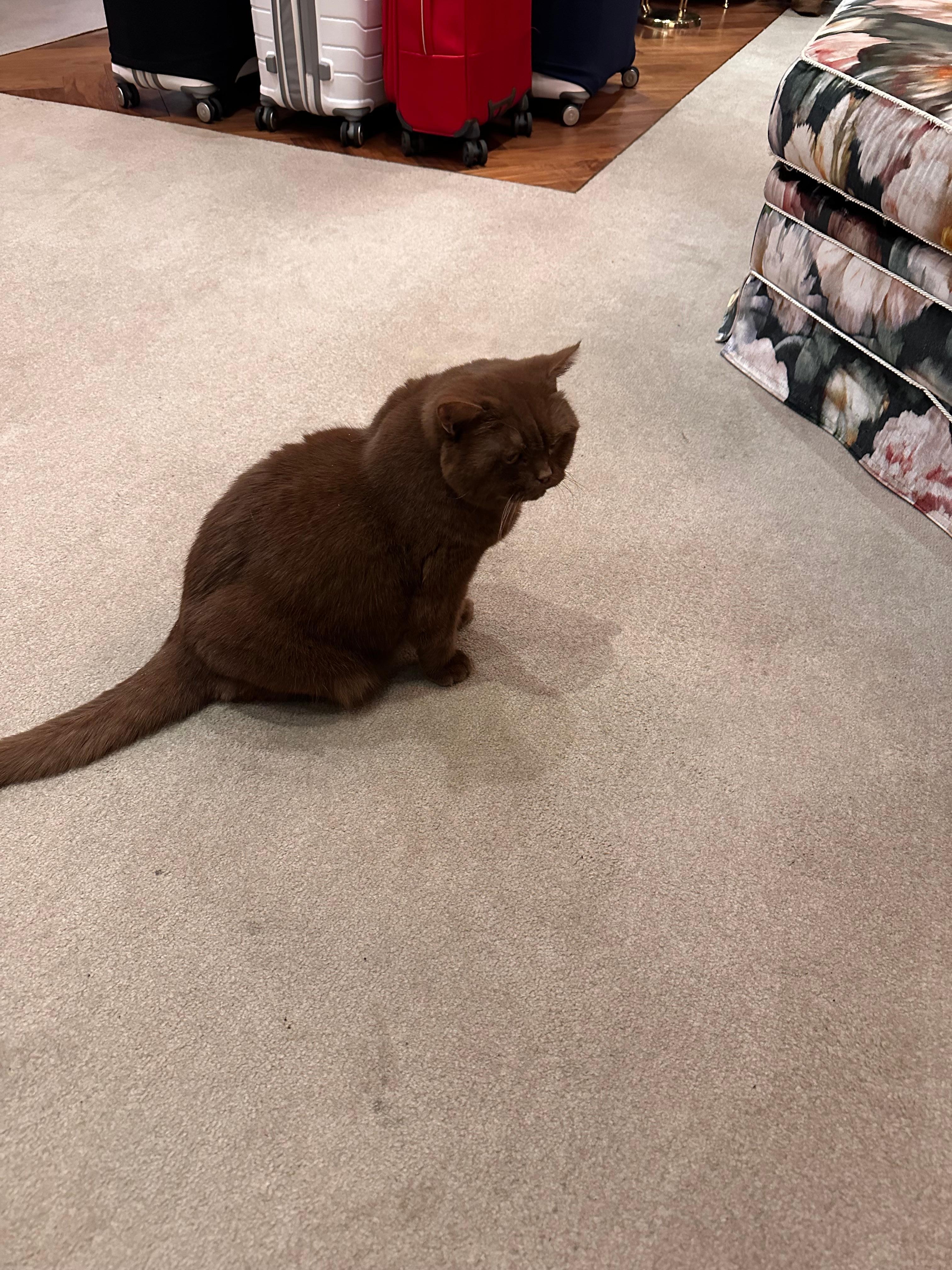 One of the two friendly hotel cats!