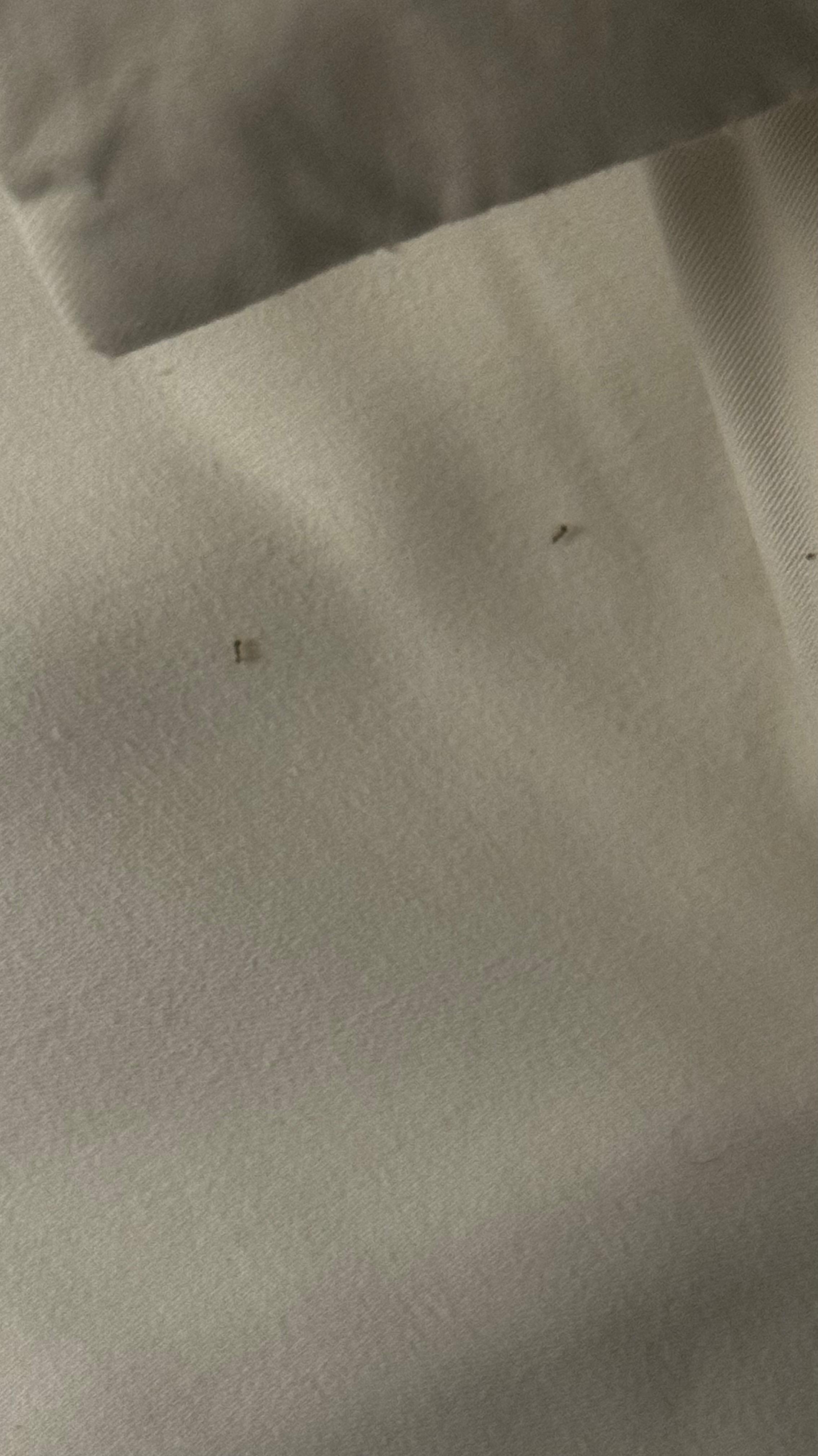 Ants found on linens.
