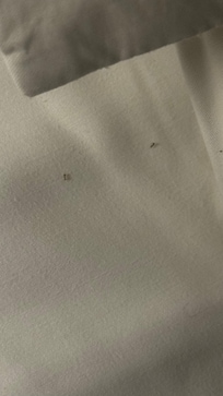Ants found on linens.