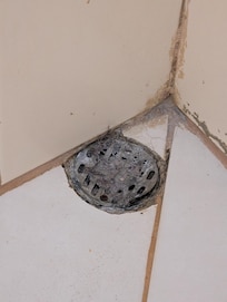 Shower drain
