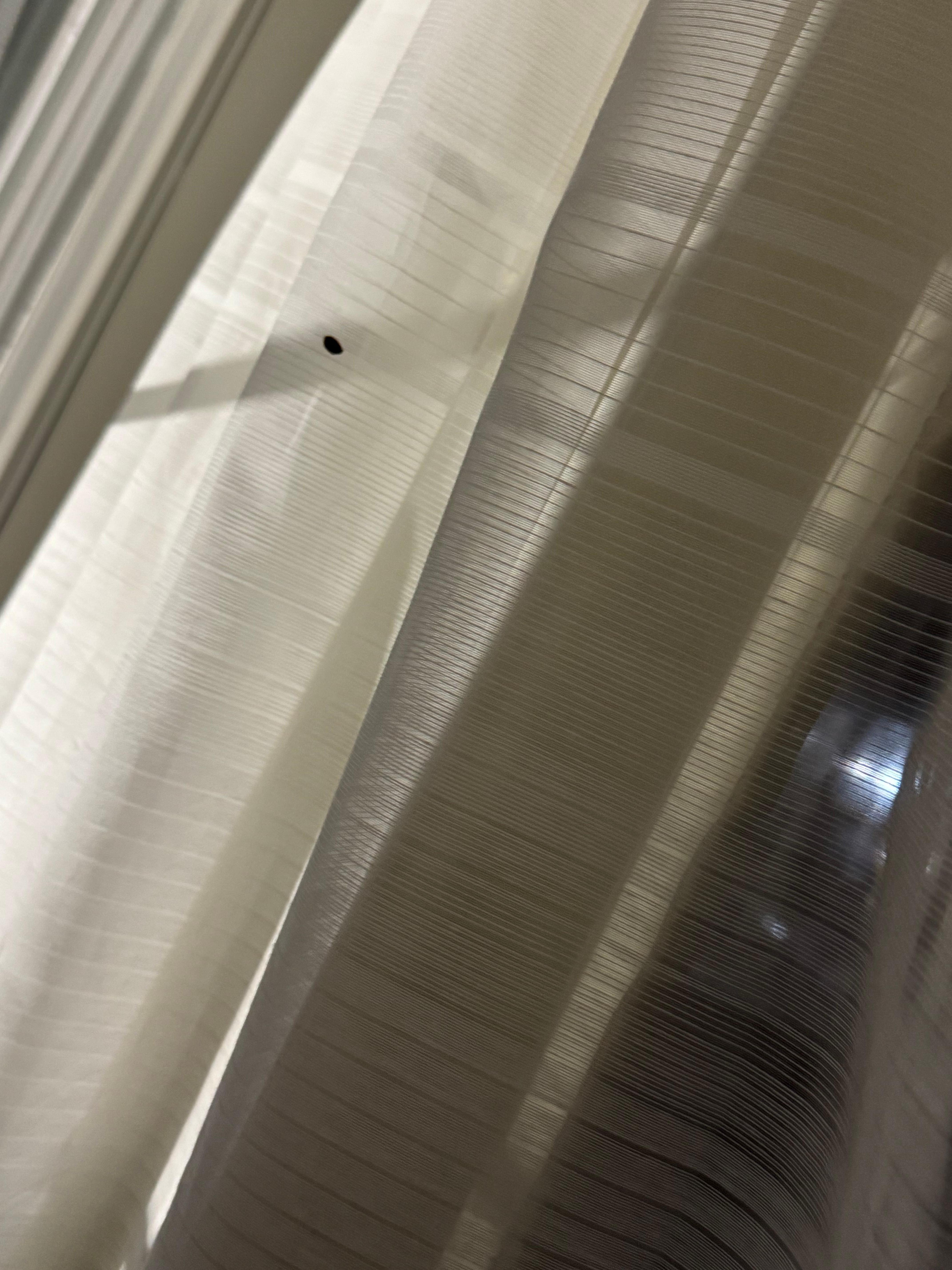 Bug on curtains 