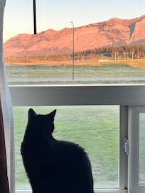 My cat enjoying the scenery from the hotel window