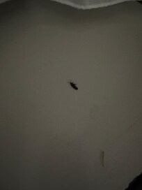 At least it was dead