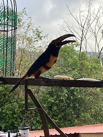 Le toucan qui passe dire bonjour au petit déjeuner !