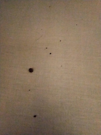 Bed bug nest underneath mattress in between box spring