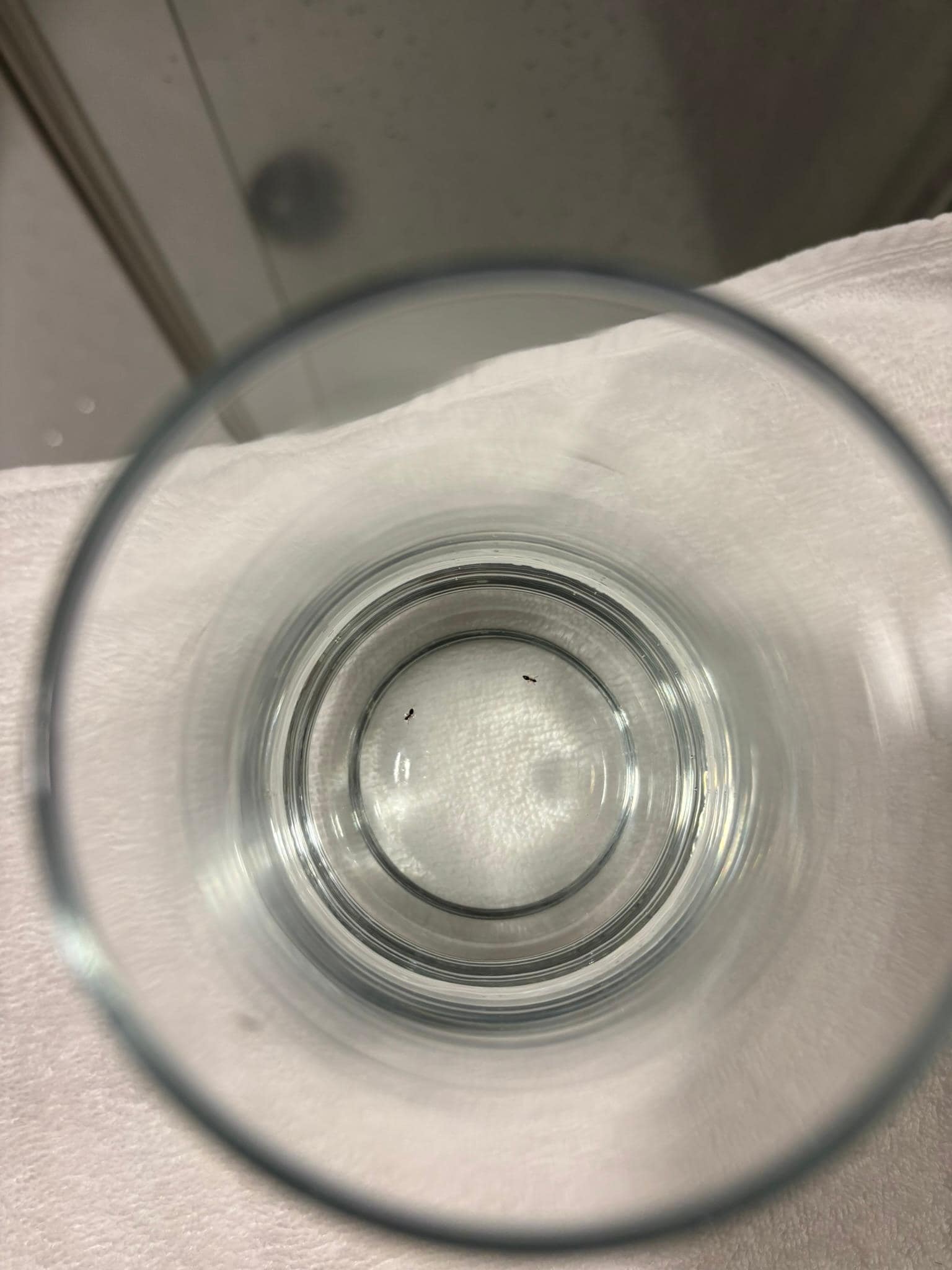 Ants in water glass
