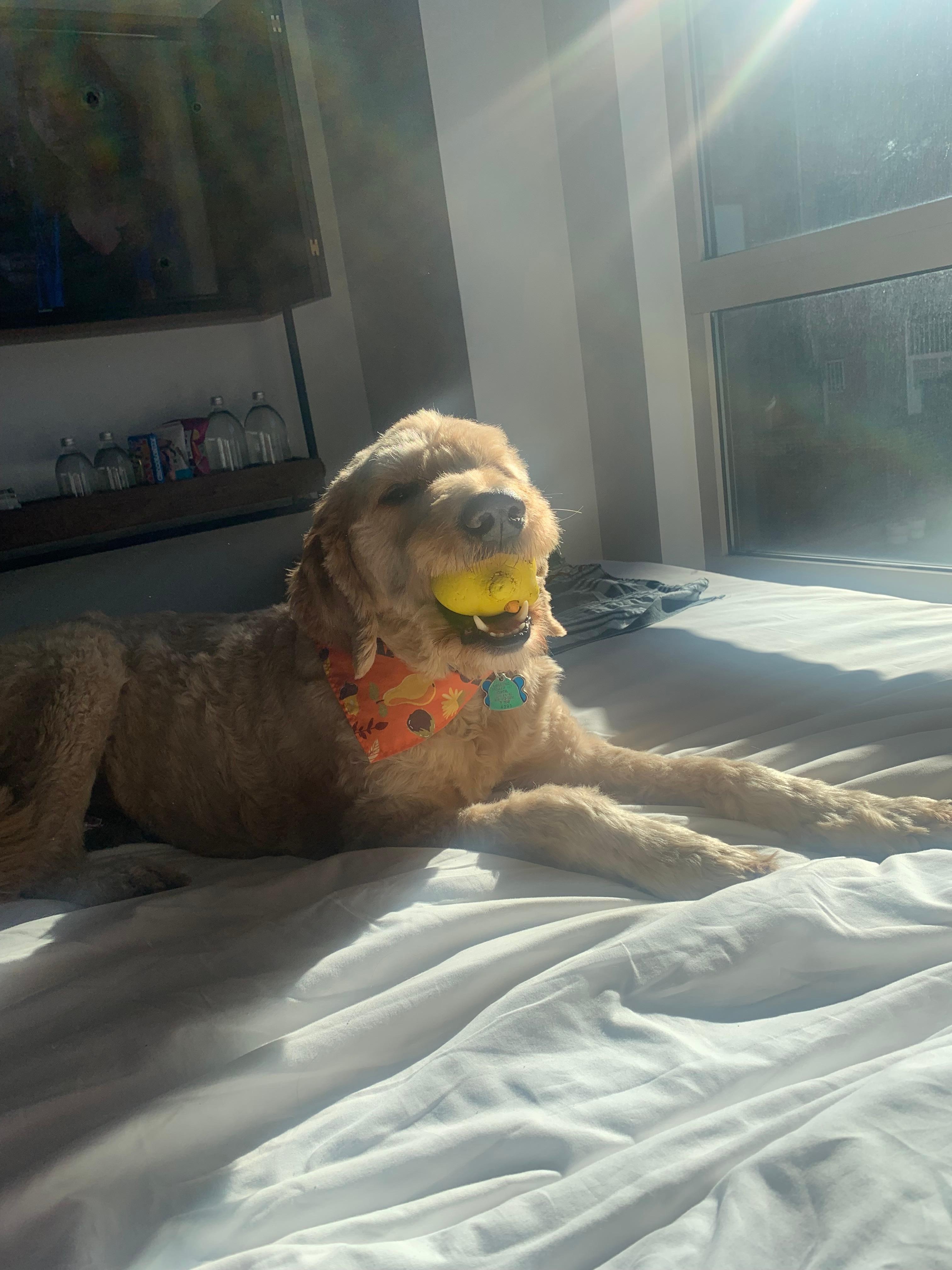 Dog was right at home.