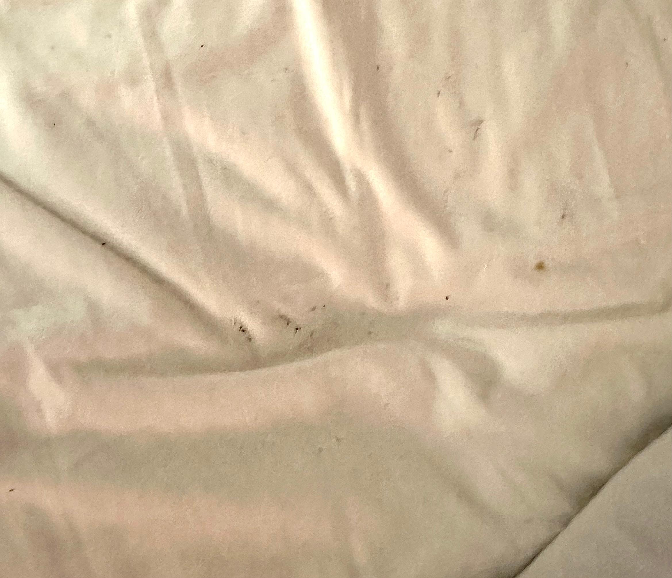 Dirt in the bed