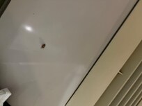 Dead bug on top of the AC.