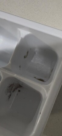 Mold in ice tray