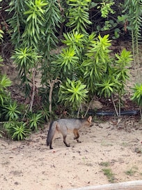 Raposa 🦊 na trilha