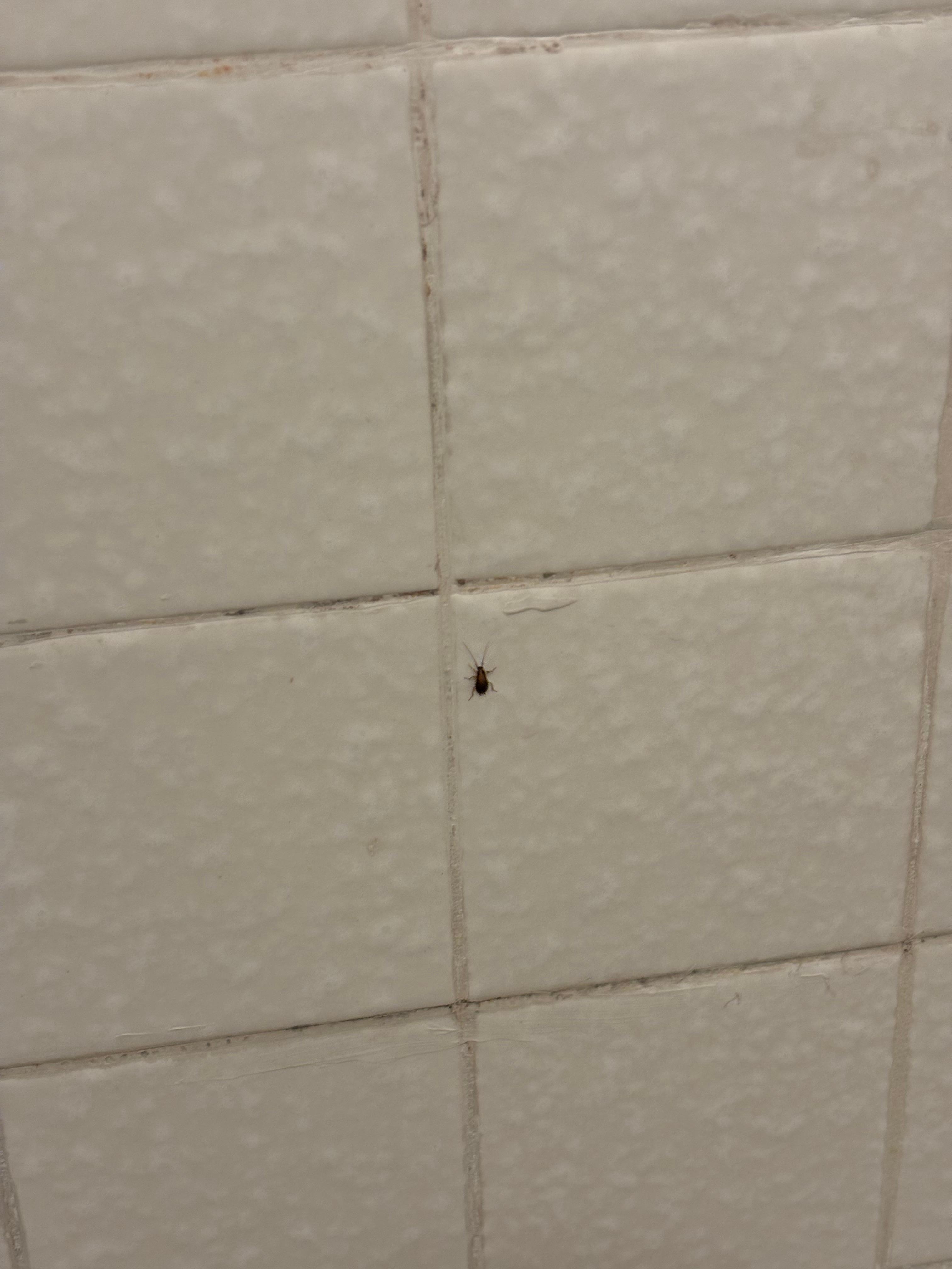 Roach… i have videos 