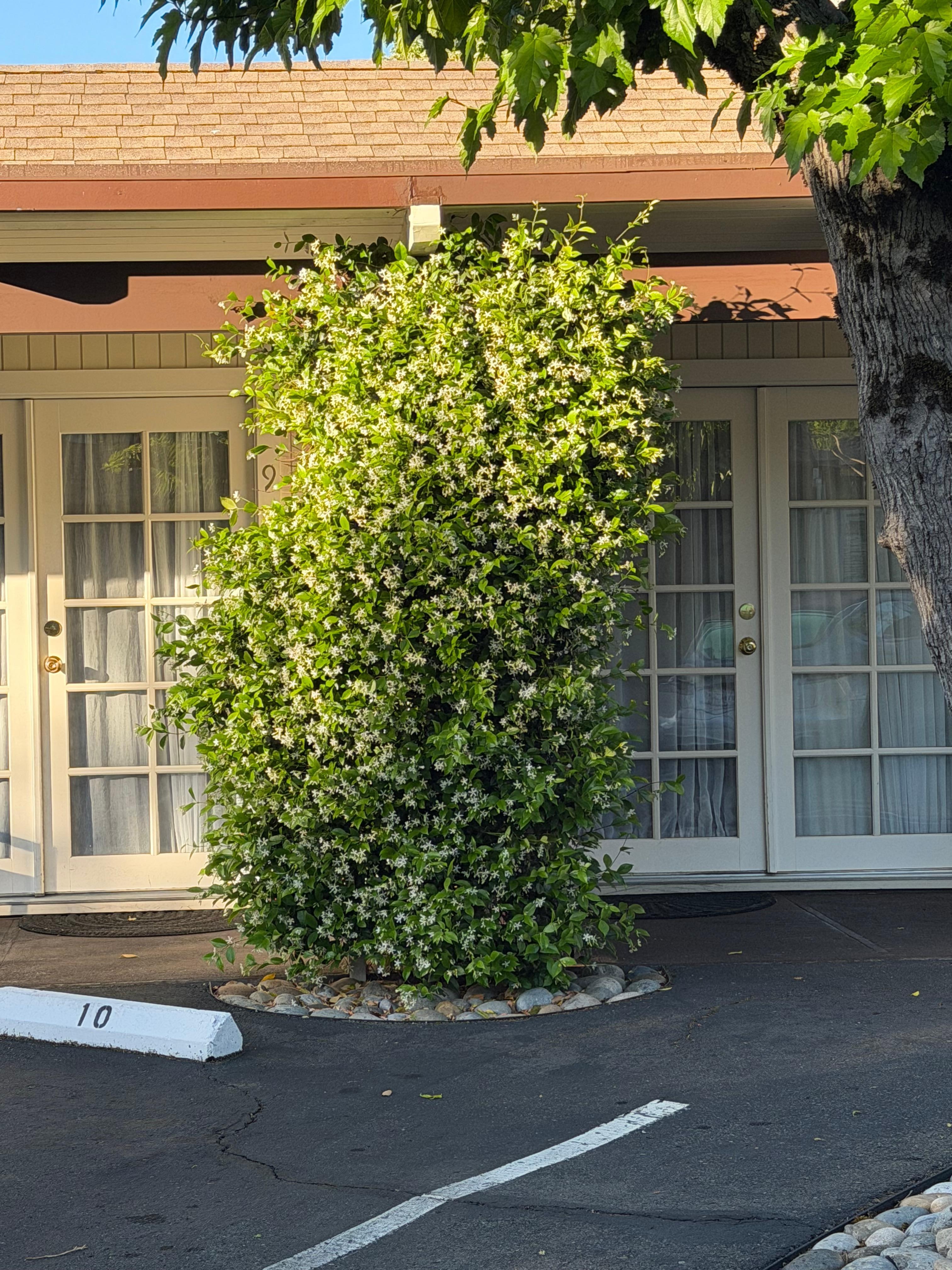 Jasmine outside every room so it’s the first thing you smell coming out in the morning.