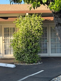 Jasmine outside every room so it’s the first thing you smell coming out in the morning.