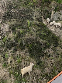 The local goats just outside our window.